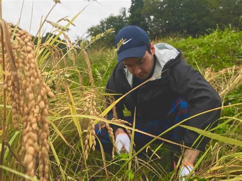Rice Plant Harvest