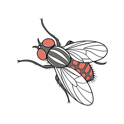 Simulium Venustum On Bright White Background 59080782 Vector Art At Vecteezy