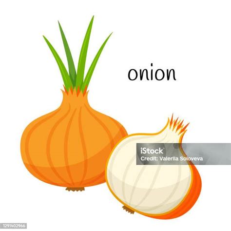 양파 전체와 절반의 단면 야채 성분 식품 포장 디자인 요소 조리법 메뉴 평면 스타일로 흰색 벡터 그림에 격리 건강한 식생활에 대한 스톡 벡터 아트 및 기타 이미지 Istock