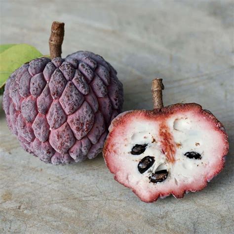 Red Sugar Apple Annona Squamosa Vibrant Live Fruit Tree 12” 24