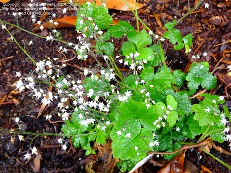 Plantfiles Pictures Three Leaved Foamflower Foam Flower Tiarella