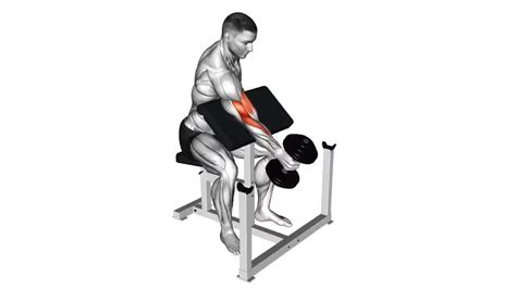 Curl Predicador Con Martillo A Un Brazo Con Mancuernas Video Guide Curl Predicador Con Martillo A Un Brazo Con Mancuernas Video Guide