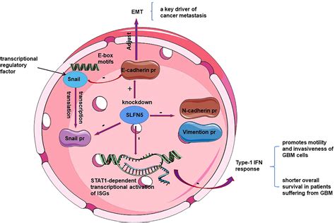 Malignant Tumor Diagram