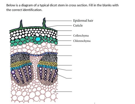 Solved Below Is A Diagram Of A Typical Dicot Stem In Cross Section
