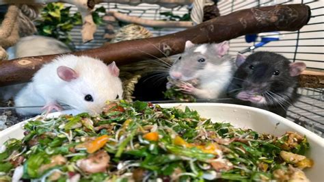 What Do Rats Eat — Complete Guide To Nutrition And Diet Planet Pet