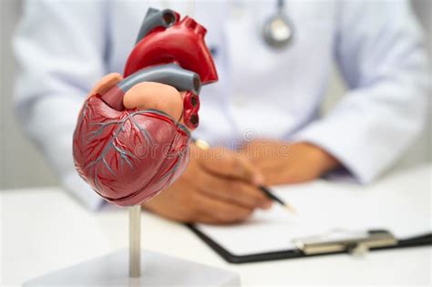 Cardiovascular Disease Cvd Doctor With Heart Human Model Anatomy For Treatment Patient In