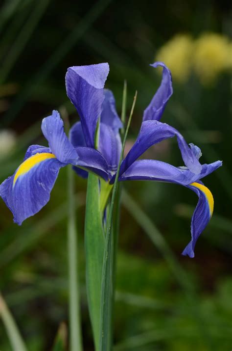 Purple Flame Iris Plant By Number