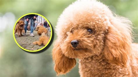 Como Gotas De Agua Marioneta De Perrito Vuelve Loco A Un French Poodle
