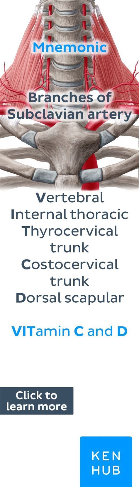 Thyrocervical Trunk Mnemonic
