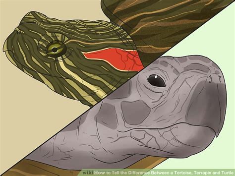 3 Ways To Tell The Difference Between A Tortoise Terrapin And Turtle