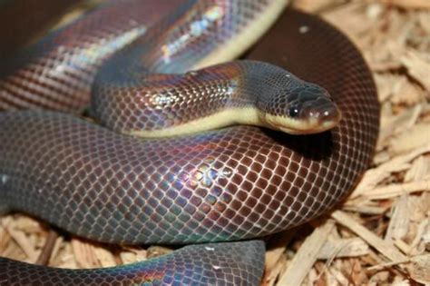 Mexican Burrowing Python Naturerules1 Wiki Fandom