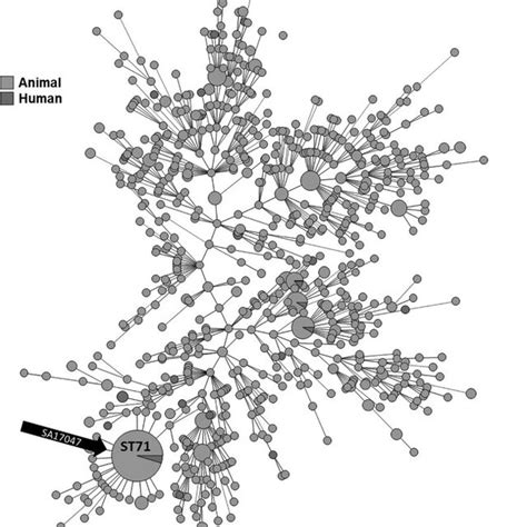 Phylogenetic Minimum Spanning Tree Based On Mlst Allelic Profile Of The Download Scientific