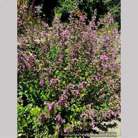 Teucrium Chamaedrys Wall Germander Dancing Oaks Nursery And Gardens