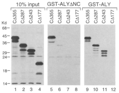 Aly Interacts With The Transcription Activation Domain Of Aml 1