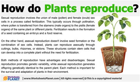How Do Plants Reproduce