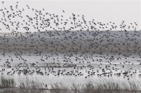 학자들 새만금신공항 갯벌 생태 위협···람사르에 서한 네이트 뉴스