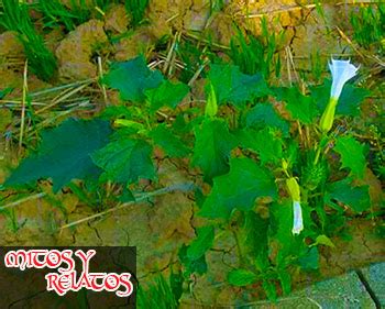 Sur Milenario Cultura Y Tradición Andina El Chamico La Planta Del
