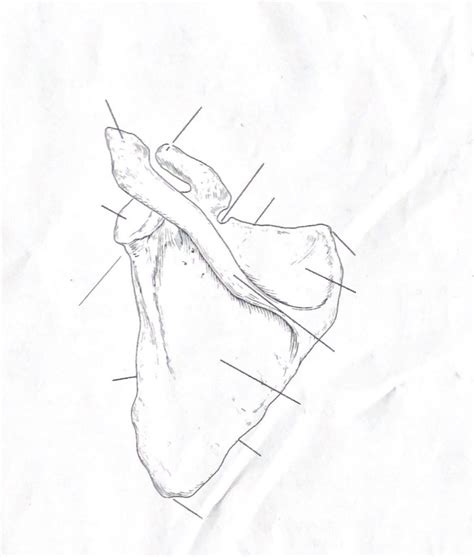 Scapula Bones Diagram Quizlet