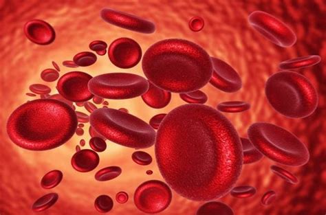 Gambar Sel Eritrosit Koleksi Gambar