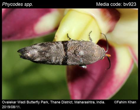 Phycodes Spp Guenée 1852 Moths
