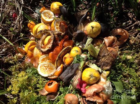 Beauty Of A Compost Heap Photograph By By Divine Light Pixels