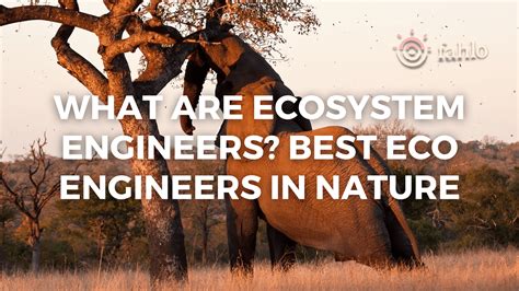 What Are Ecosystem Engineers 5 Best Eco Engineers In Nature Fahlo