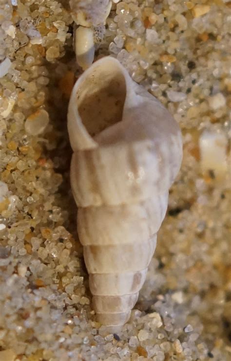 Photo Pointed Snail Cochlicella Acuta Photo Pointed Snail Cochlicella Acuta