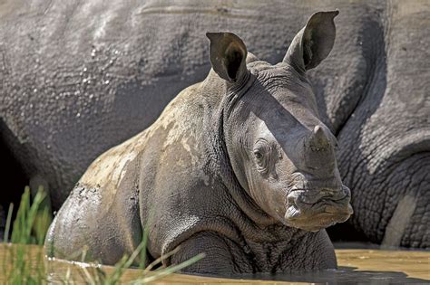 Obvious Rhino Memes