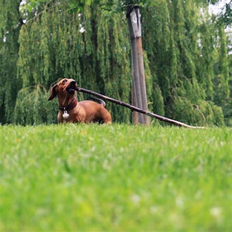 Tiny Sausage Dog Bosco Absolutely Loves Massive Sticks Metro News