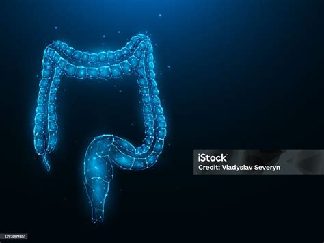 짙은 파란색 배경에 결장 또는 대장의 추상화 다각형 벡터 그림 소화 시스템 내부 장기 낮은 폴리 디자인 의료 배너 템플릿 또는 배경 대장암에 대한 스톡 벡터 아트 및 기타