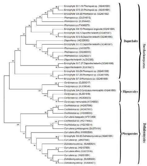 phylogenetic tree constructed with sequences of the its1 5 8s its2 of