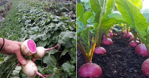 How To Grow Watermelon Radish Planting Watermelon Radish In