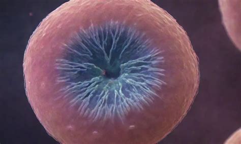 Célula Procariota Características Partes Y Funciones