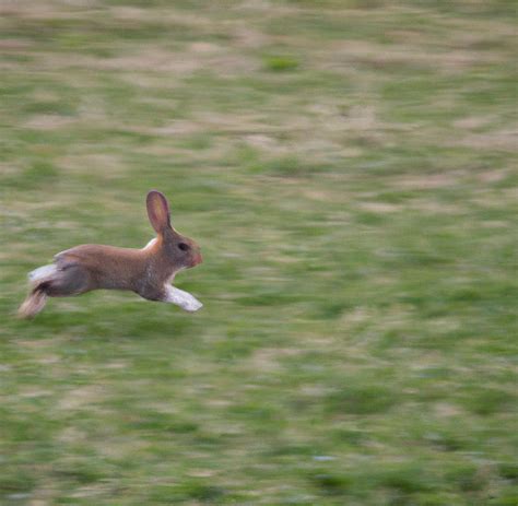 How Fast Do Rabbits Run Wild Domestic Rabbit Top Speed USA Rabbit Breeders