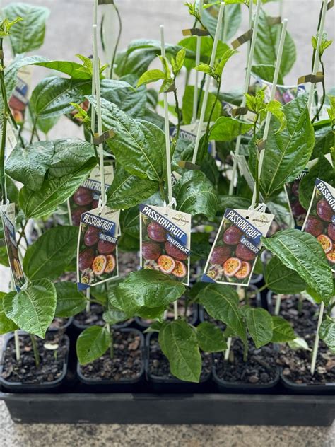 Passionfruit Sweetheart Arbour Grove Nursery