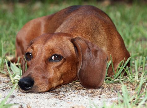 Cute Dachshund Wallpaper Wallpapersafari