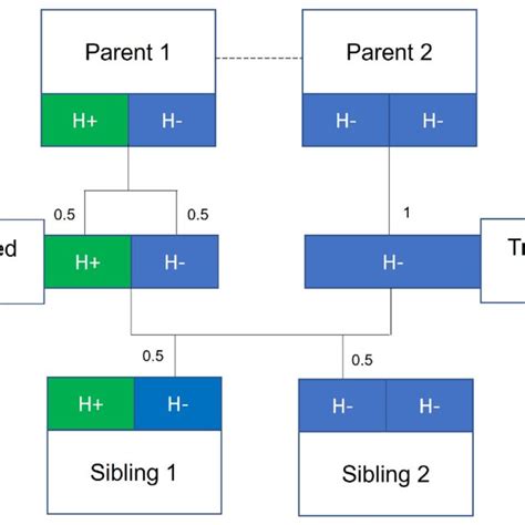 Mendelian Randomization Within Families The Random Allocation Of