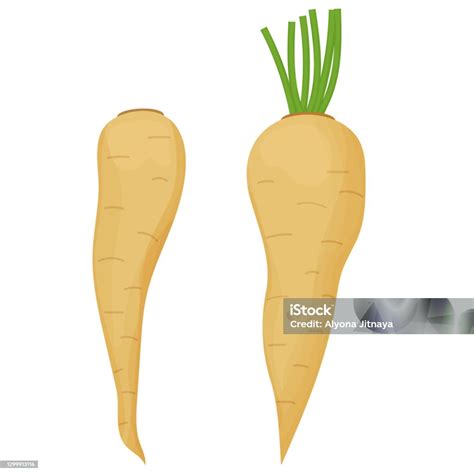 파스닙 채소 만화 스타일로 화려한 고추냉이의 뿌리 흰색 배경에 고립 된 녹색 식료품 성분을 설정합니다 생 및 신선하고 전체