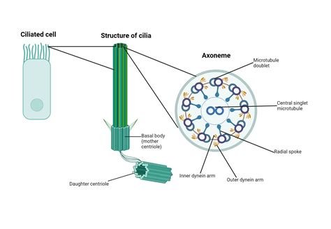Ciliated Cell Diagram