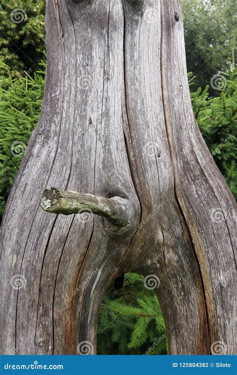 Erection Bizarrely Shaped Tree Branch Looking Like A Phallus Stock Photo Image Of Original