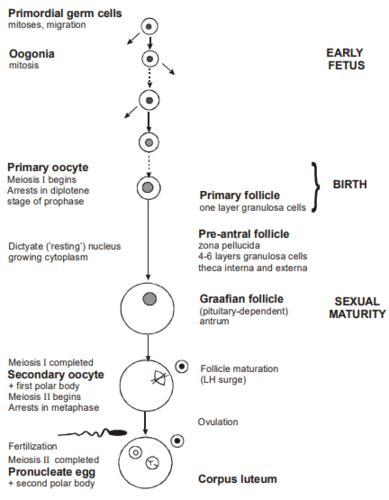 Oogenesis Flowchart 273 Physiology Of The Female Sexual System