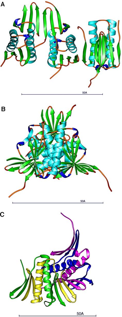 Crystal Structure Of The Oligomerization Domain Of The Phosphoprotein Of Vesicular Stomatitis