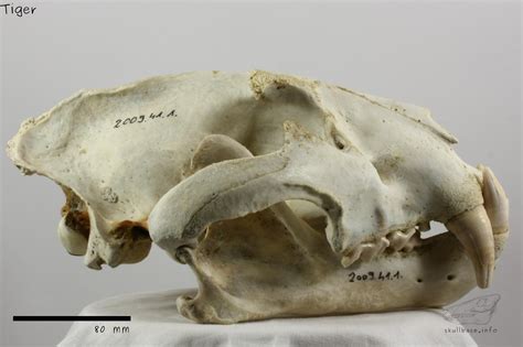 Tiger Skull Side
