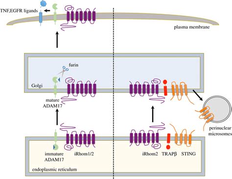 Irhoms In Protein Trafficking A Schematic Of How Irhoms Play An