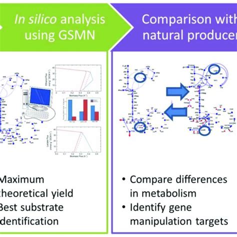 Comparison Of Central Metabolism In Zymomonas Mobilis And Mannheimia Download Scientific