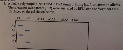 Solved 1 A Highly Polymorphic Locus Used In Dna