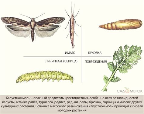 Капустная моль: как выглядит вредитель, как его обнаружить и как бороться