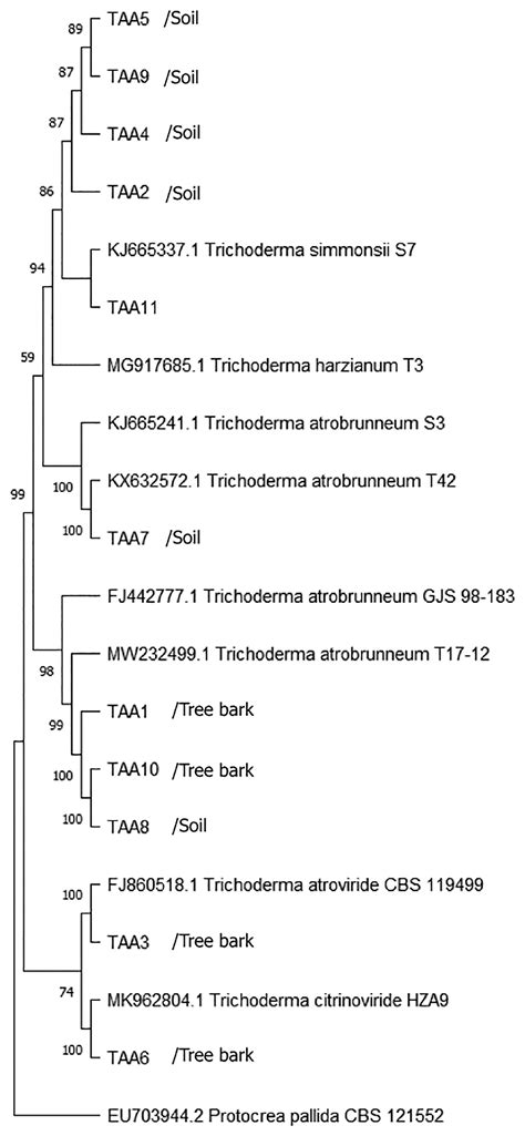 Newly Isolated Trichoderma Spp Show Multifaceted Biocontrol Strategies To Inhibit Potato Late