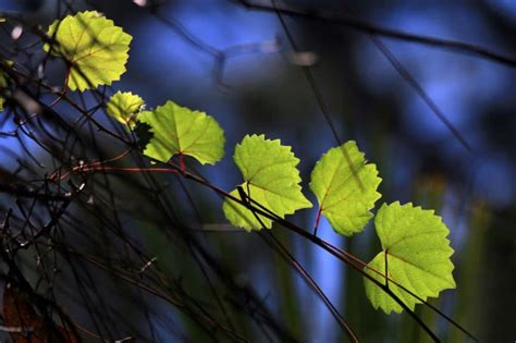 7 Wild Fruit Trees In Alabama Plant Grower Report