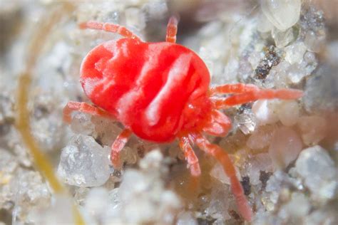 Appendix They Like It Rough